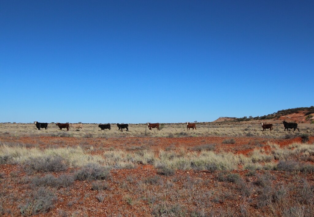 'Large percentage' of Henbury money returns to taxpayers - ABC News