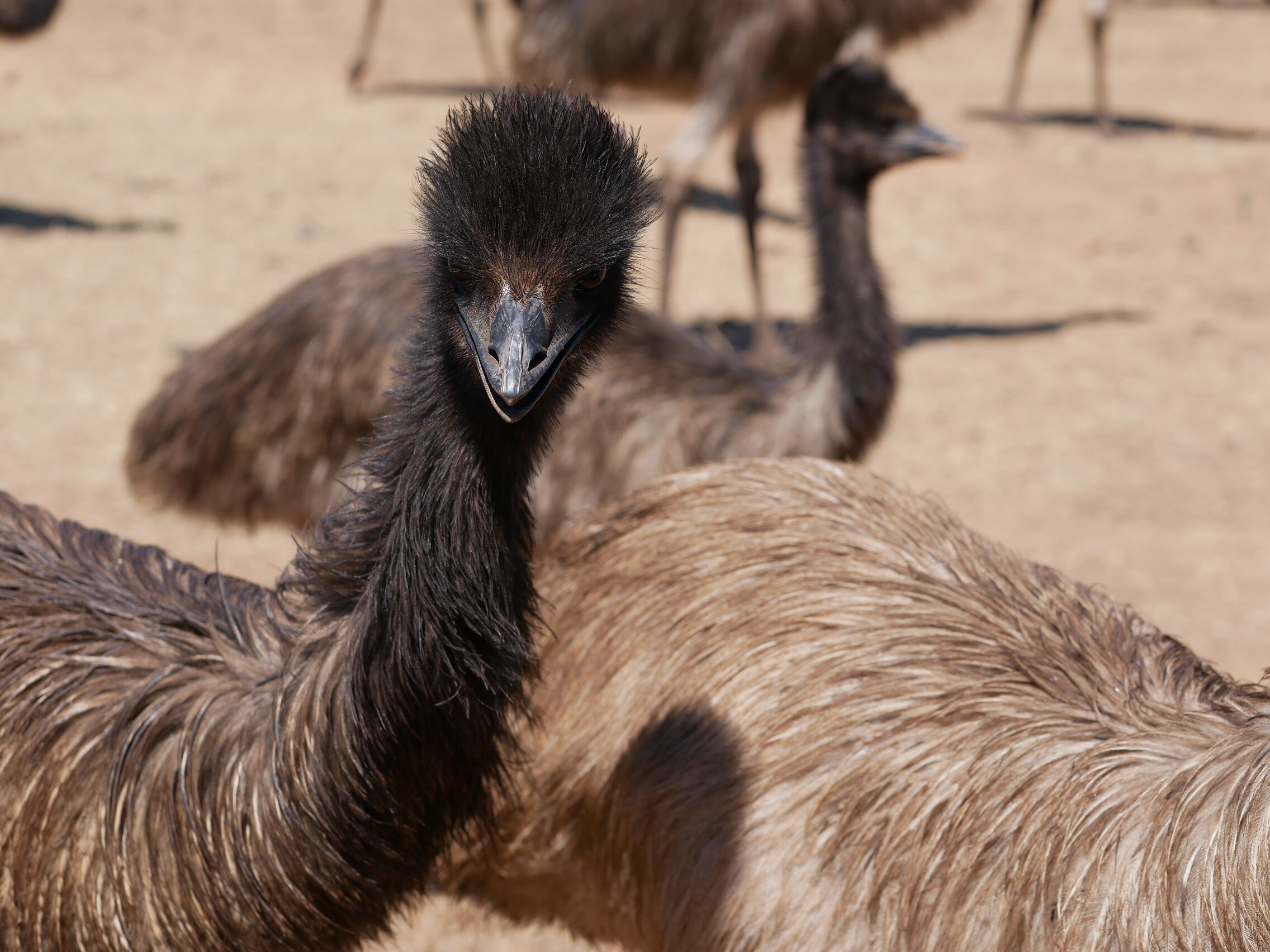 Ex-soldiers preserve emu plume tradition on slouch hats to honour army ...