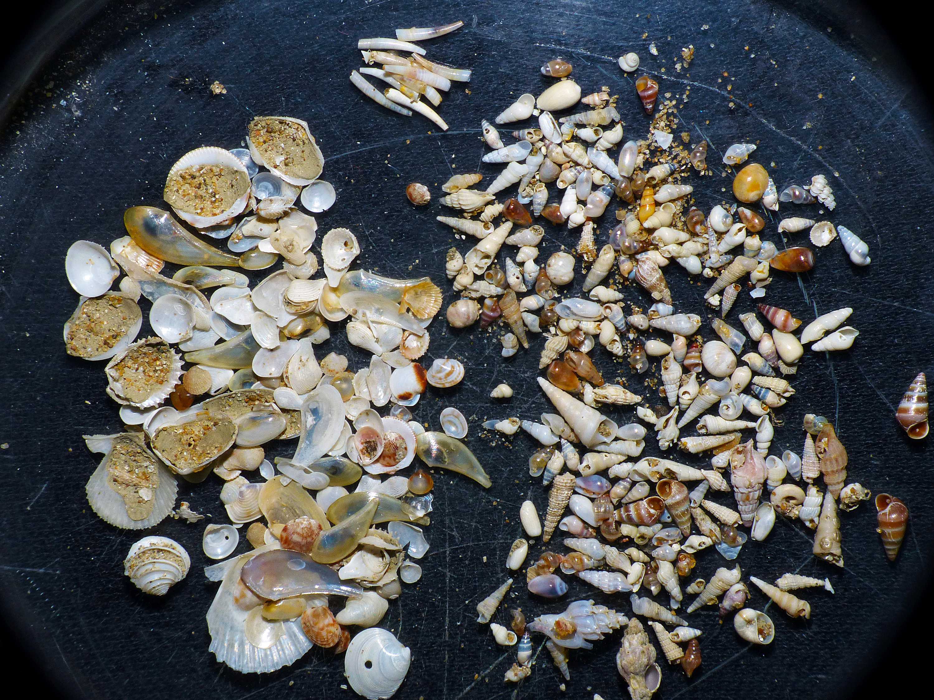 Seashells to covet this summer: The rare, the common and the invaders ...