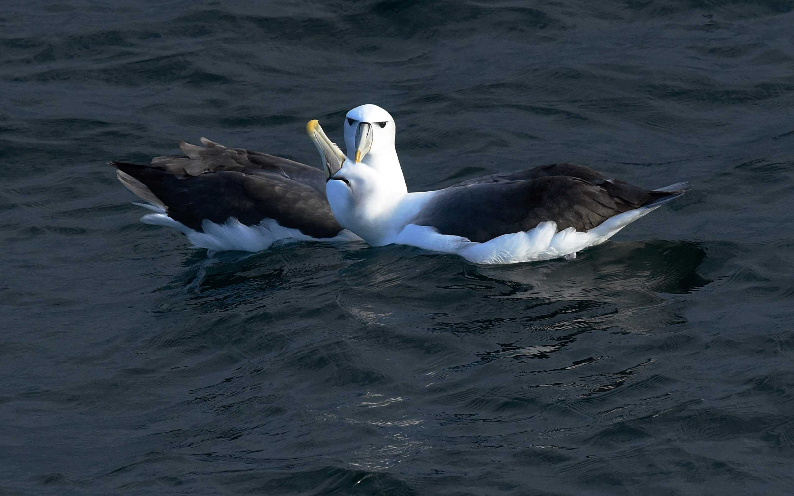 'Endangered' status for shy albatross, recognising threats from climate ...