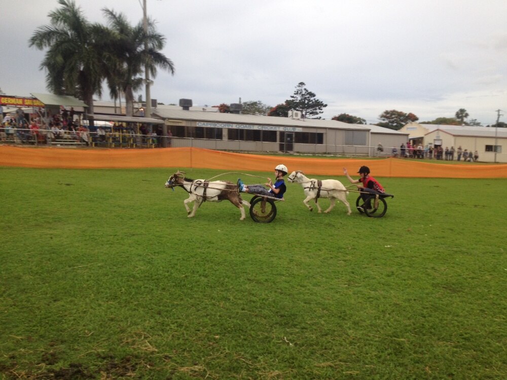 Goat races prove to be a crowd pleaser in Central Queensland - ABC News
