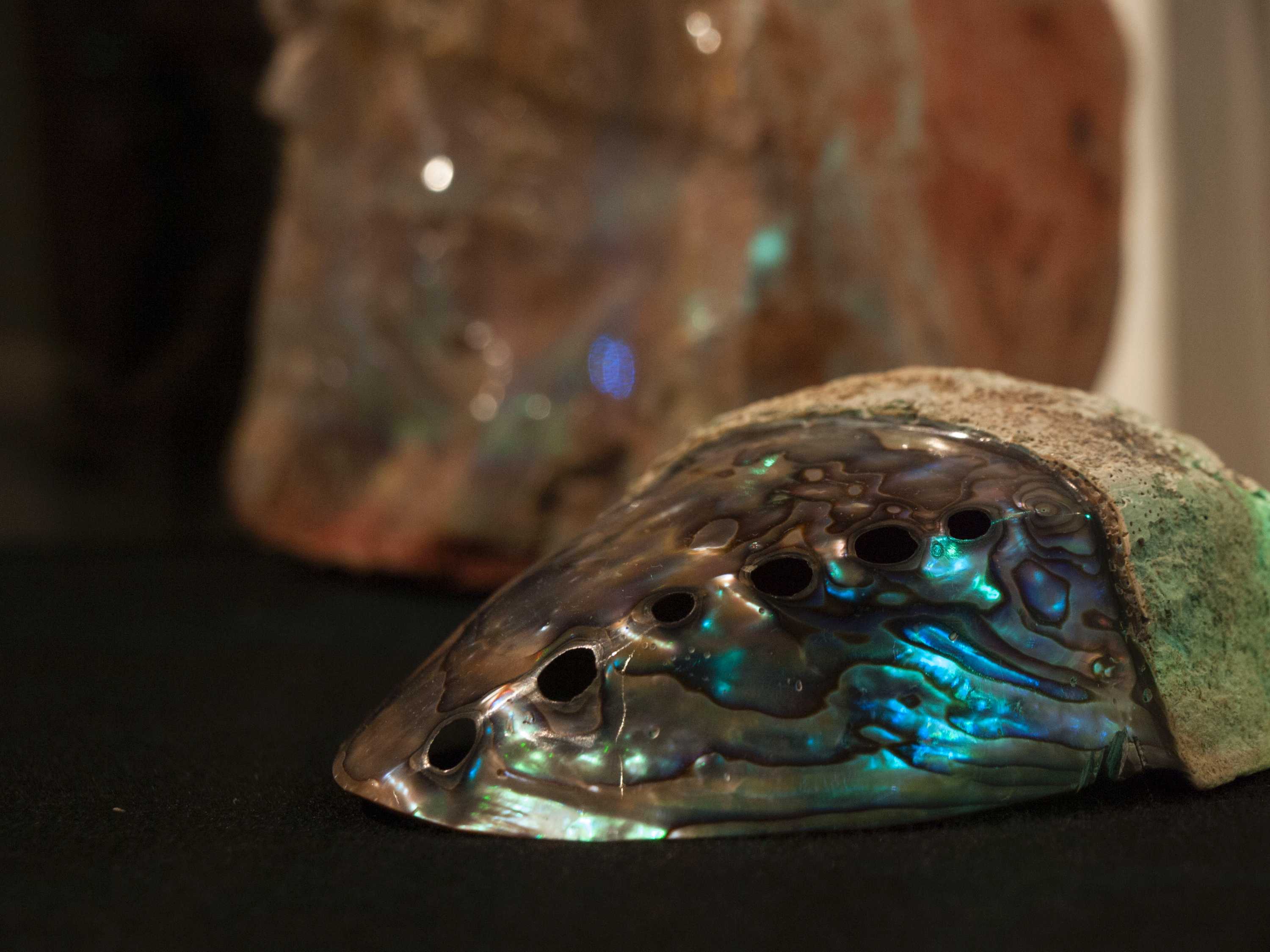 The natural beauty of iridescence on display at the South Australia ...