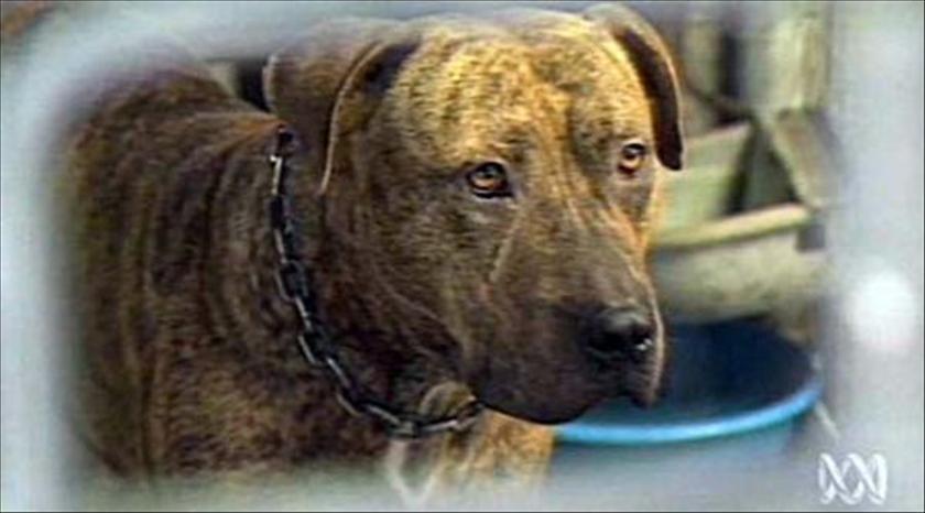 Restricted dogs ruling prompts clarification plea - ABC News