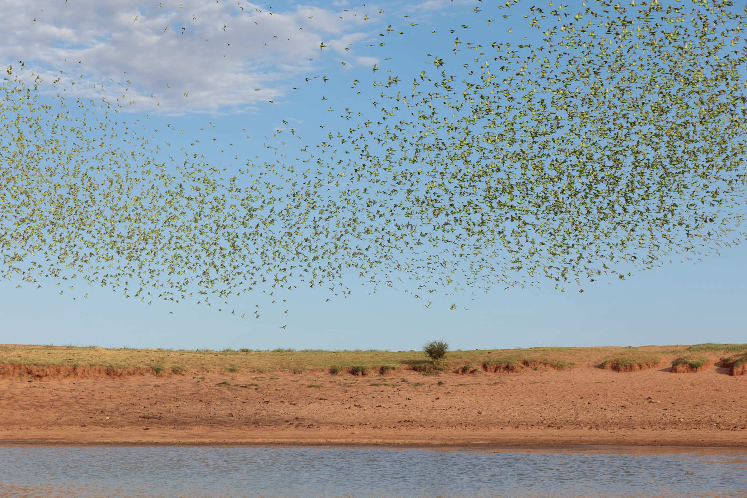 Budgies swarm in outback Australia as wildlife photographer stands ...