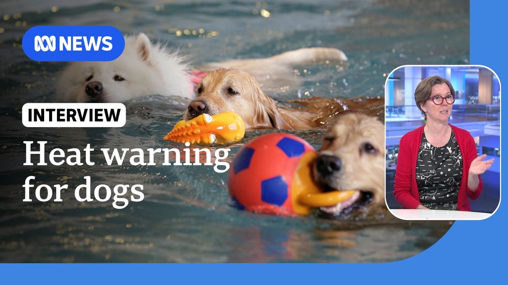 Australians urged to look after their dogs amid extreme heatwave - ABC News