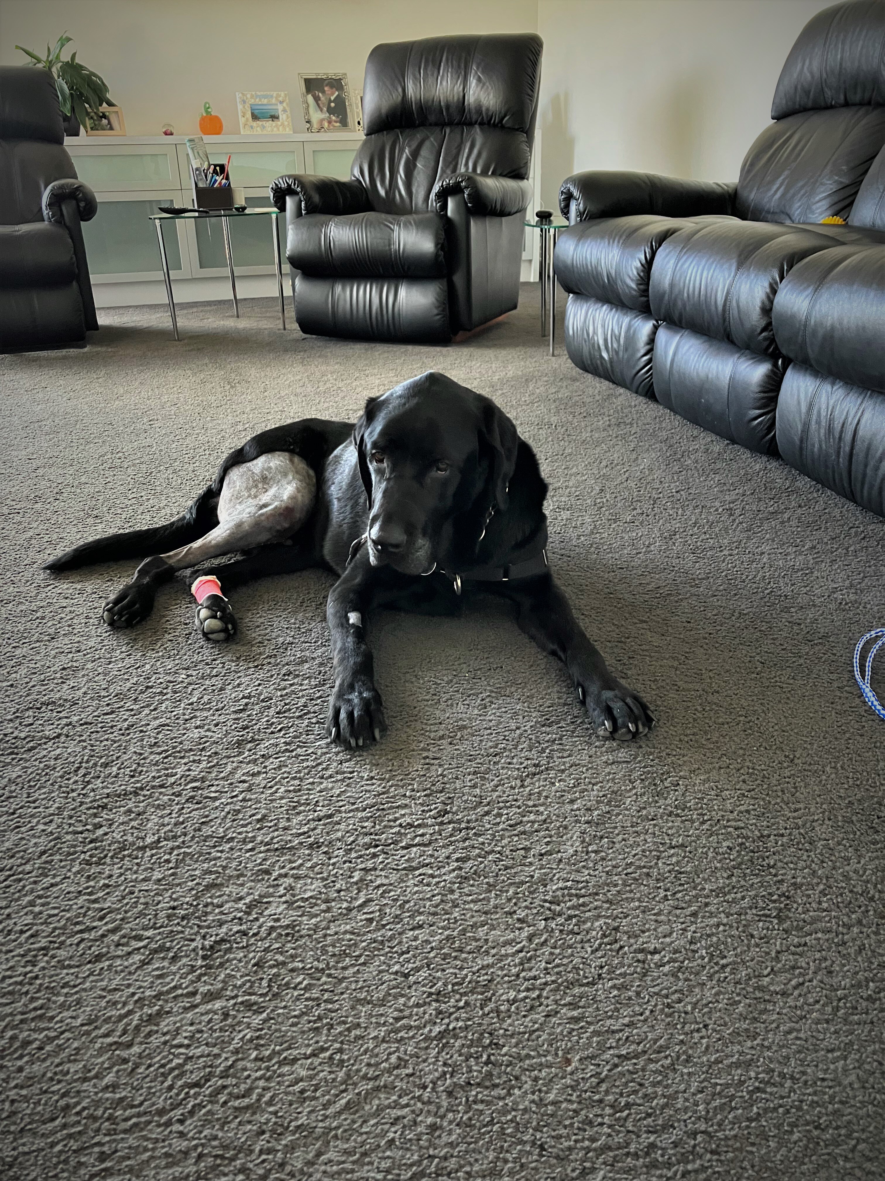 Gilbert the therapy dog at Launceston General Hospital in post ...