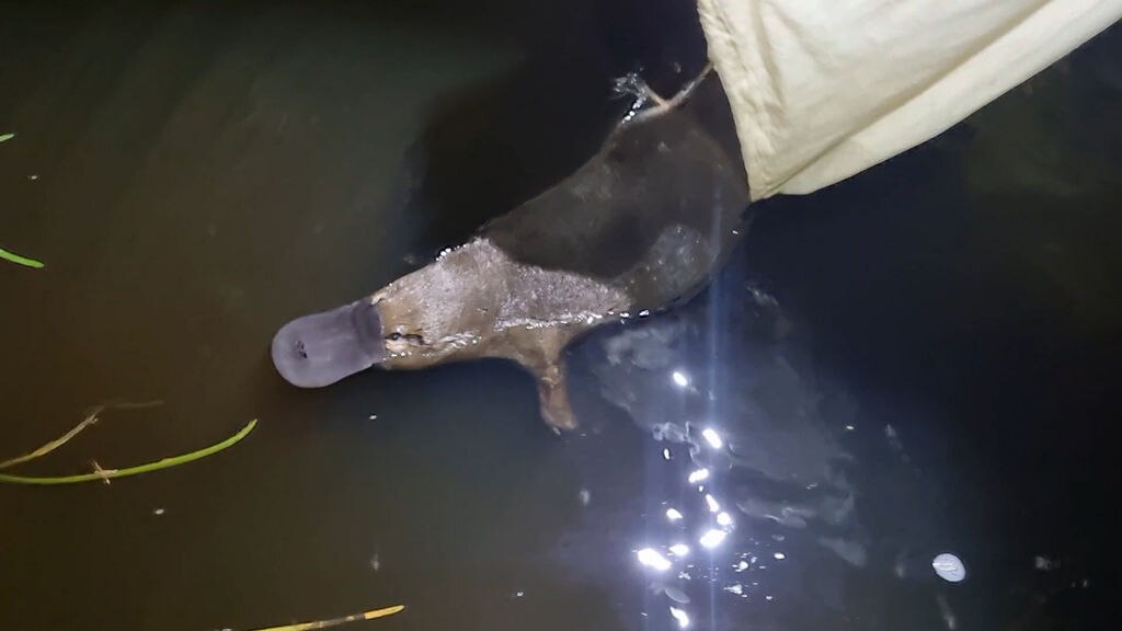 Platypus numbers bouncing back - ABC News