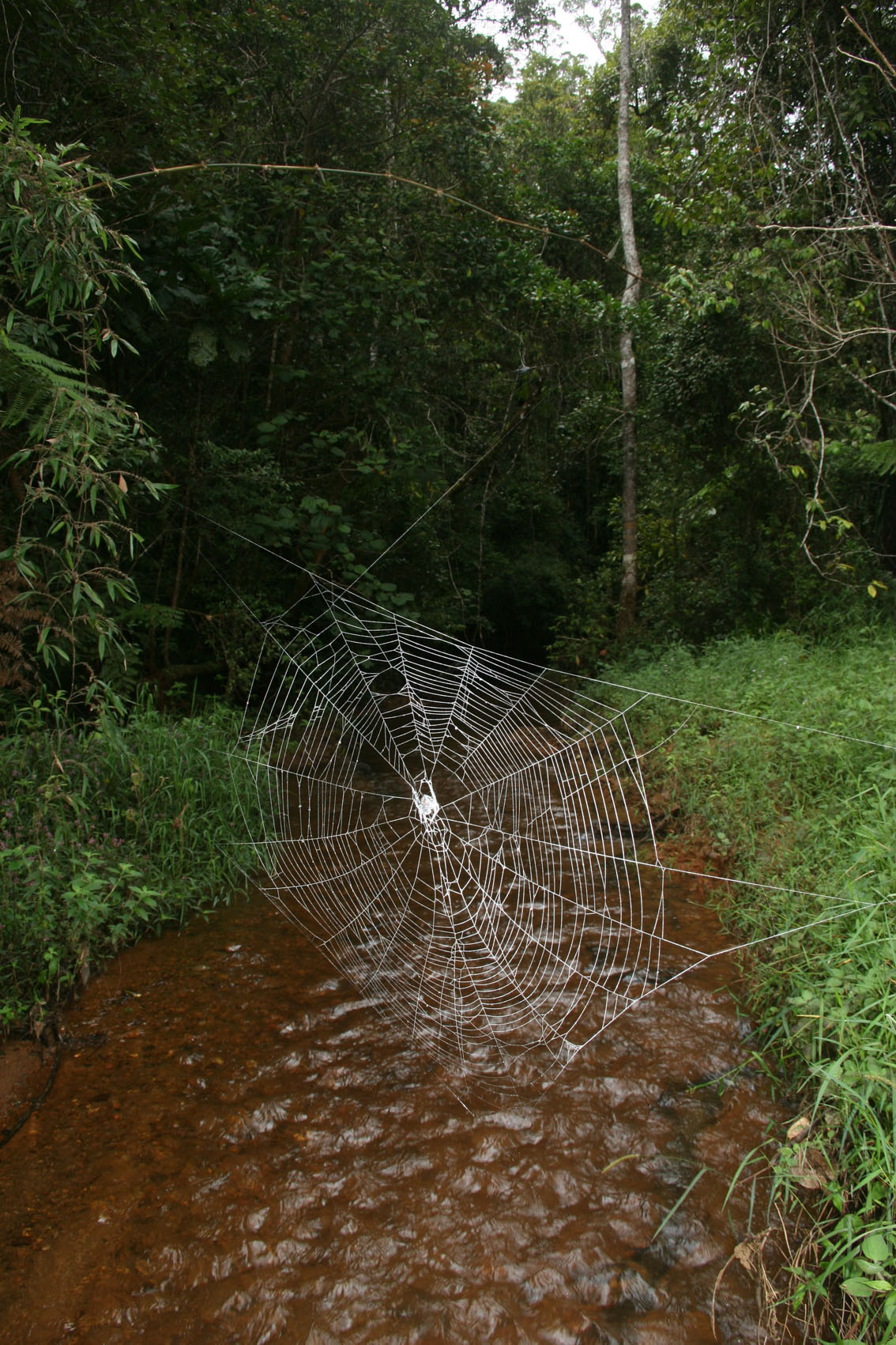 Super tough spider silk could be due to a newly discovered protein ...