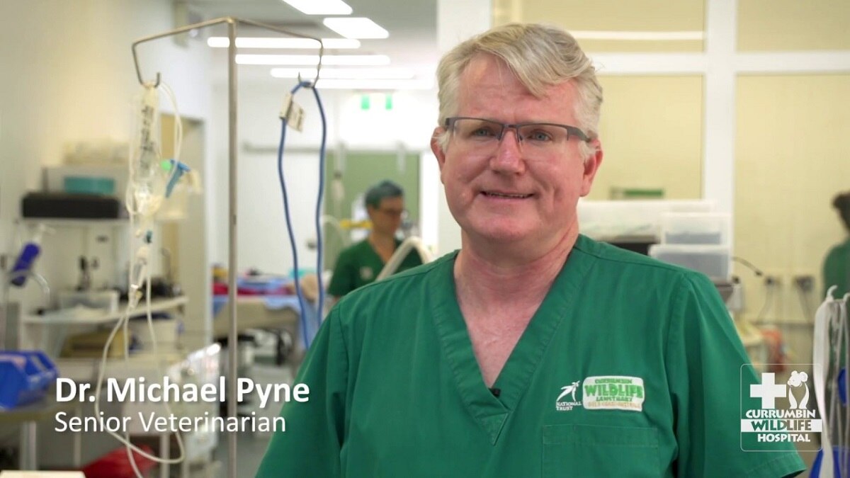 Freshwater turtles rescued from Gold Coast beaches displaced from ...