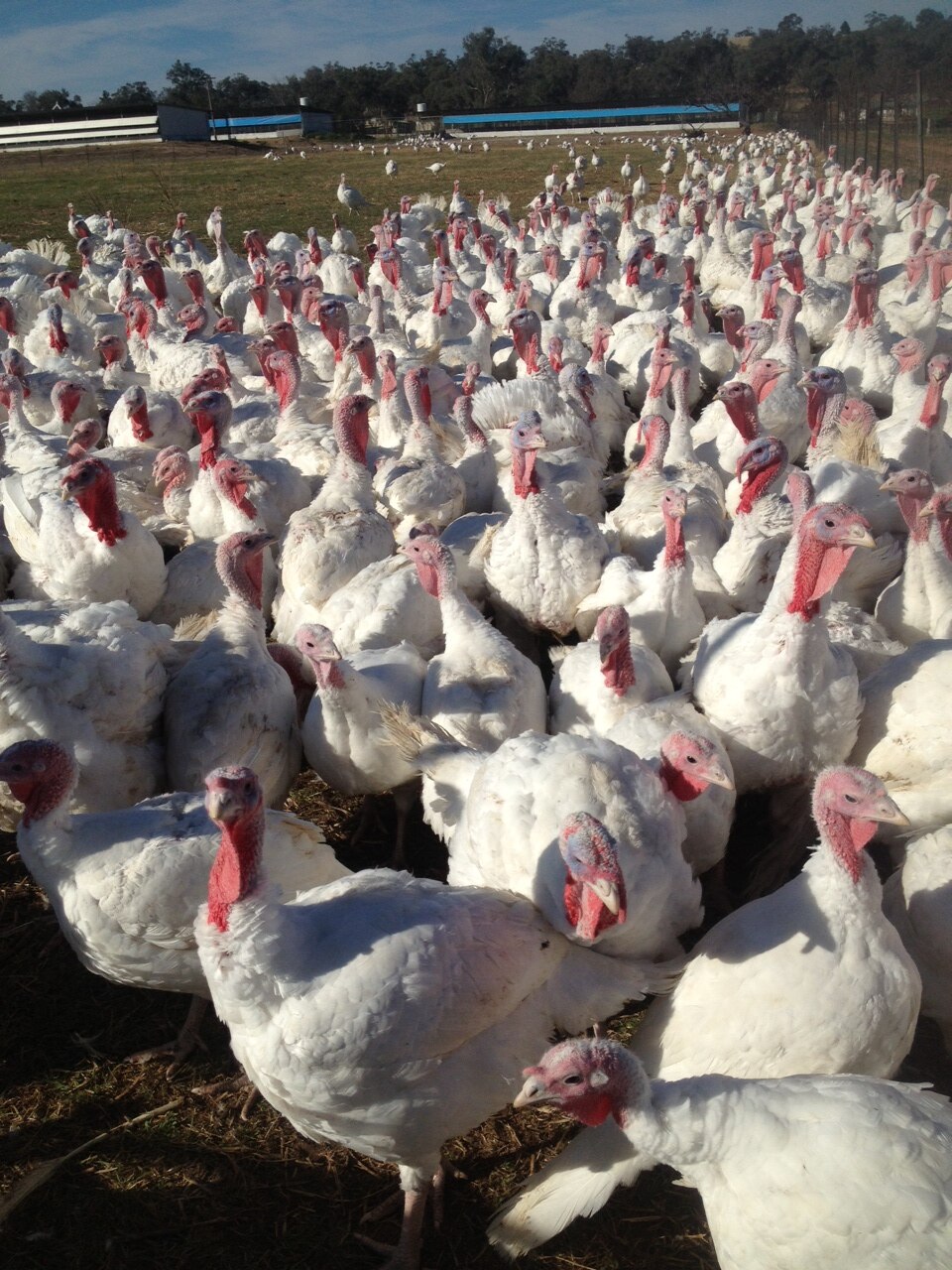 Paddock-raised turkeys take off with consumers - ABC News