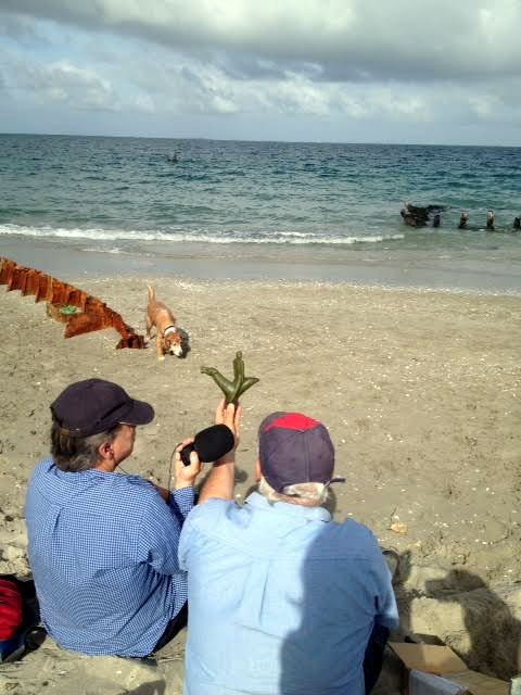 C Y O'Connor and his horse - ABC Radio National