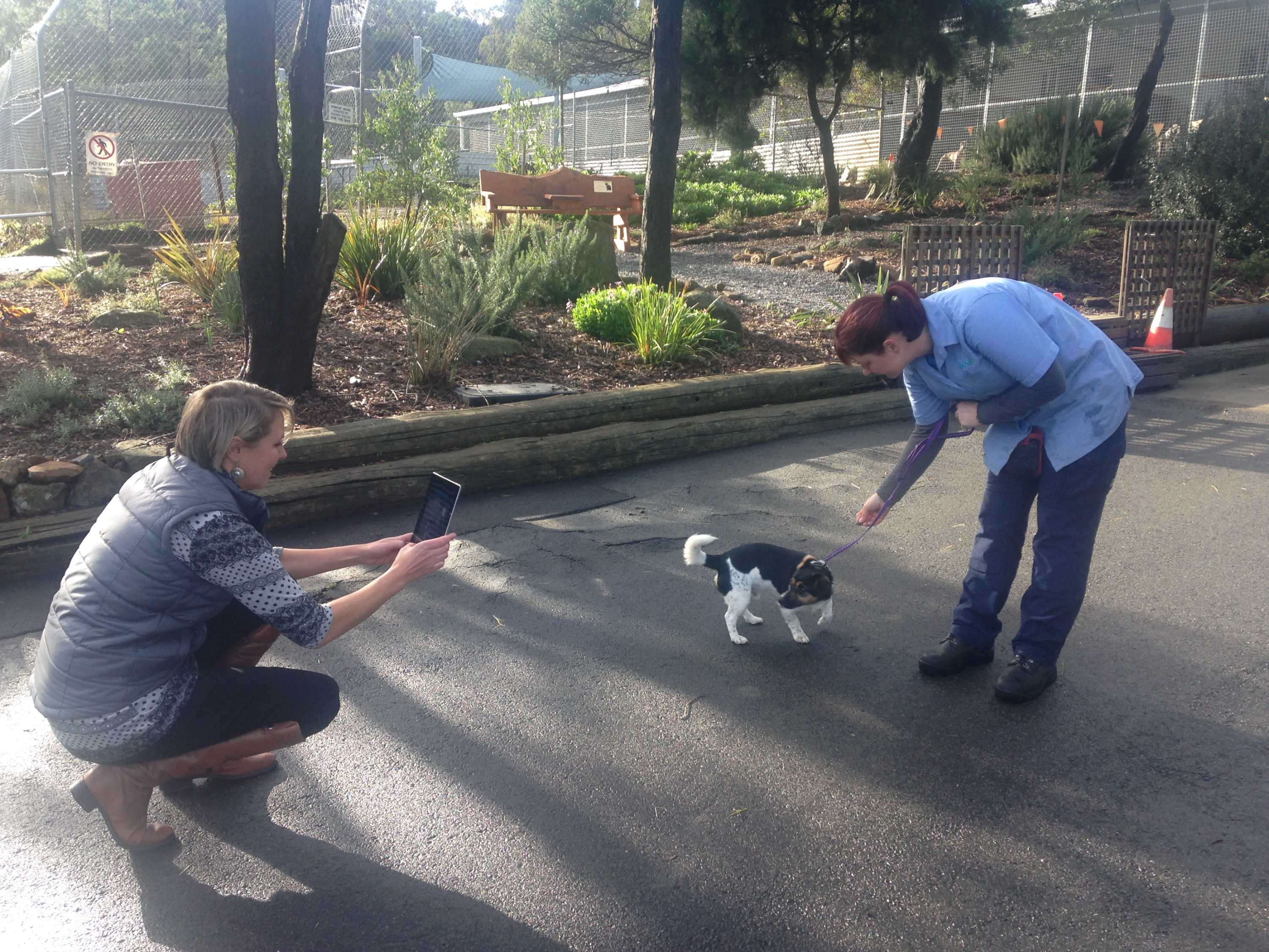 RSPCA Tasmania backs lost dog face recognition Finding Rover app - ABC News