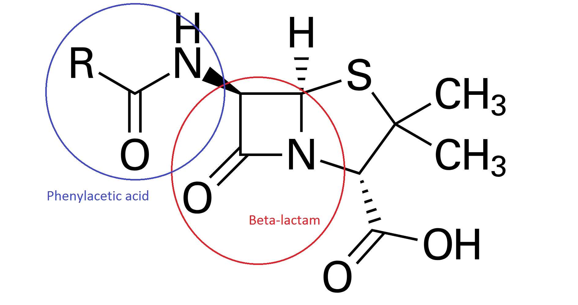 How penicillin-eating bacteria could help design new antibiotics - ABC News