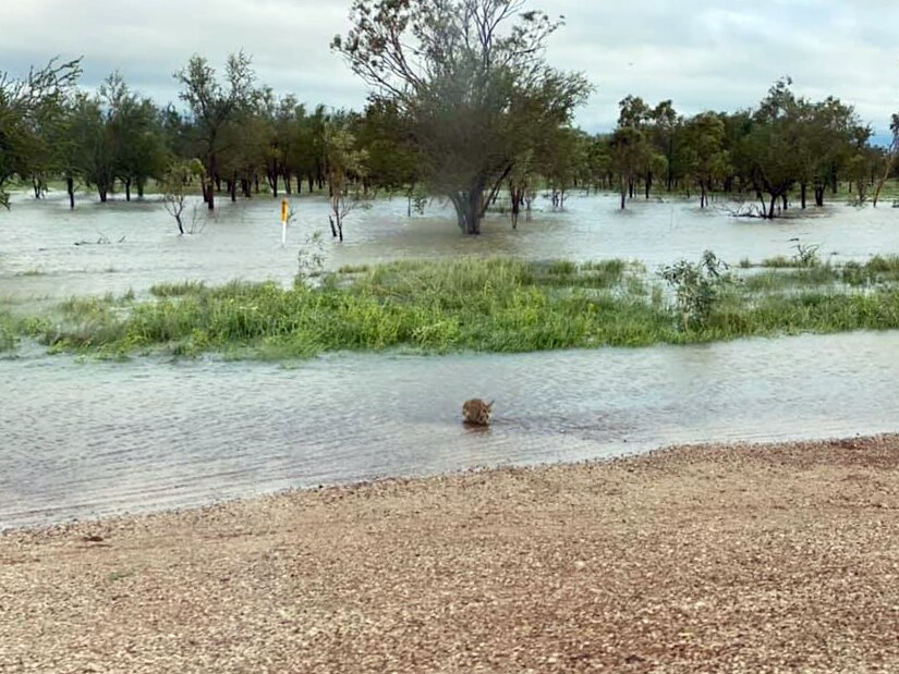 Deluge continues in north Queensland with towns on flood watch after ...