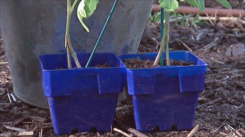 Spring Planting - Gardening Australia