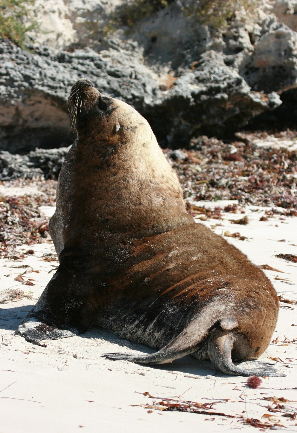 Sea lion hauls up at Mindarie marina - ABC News