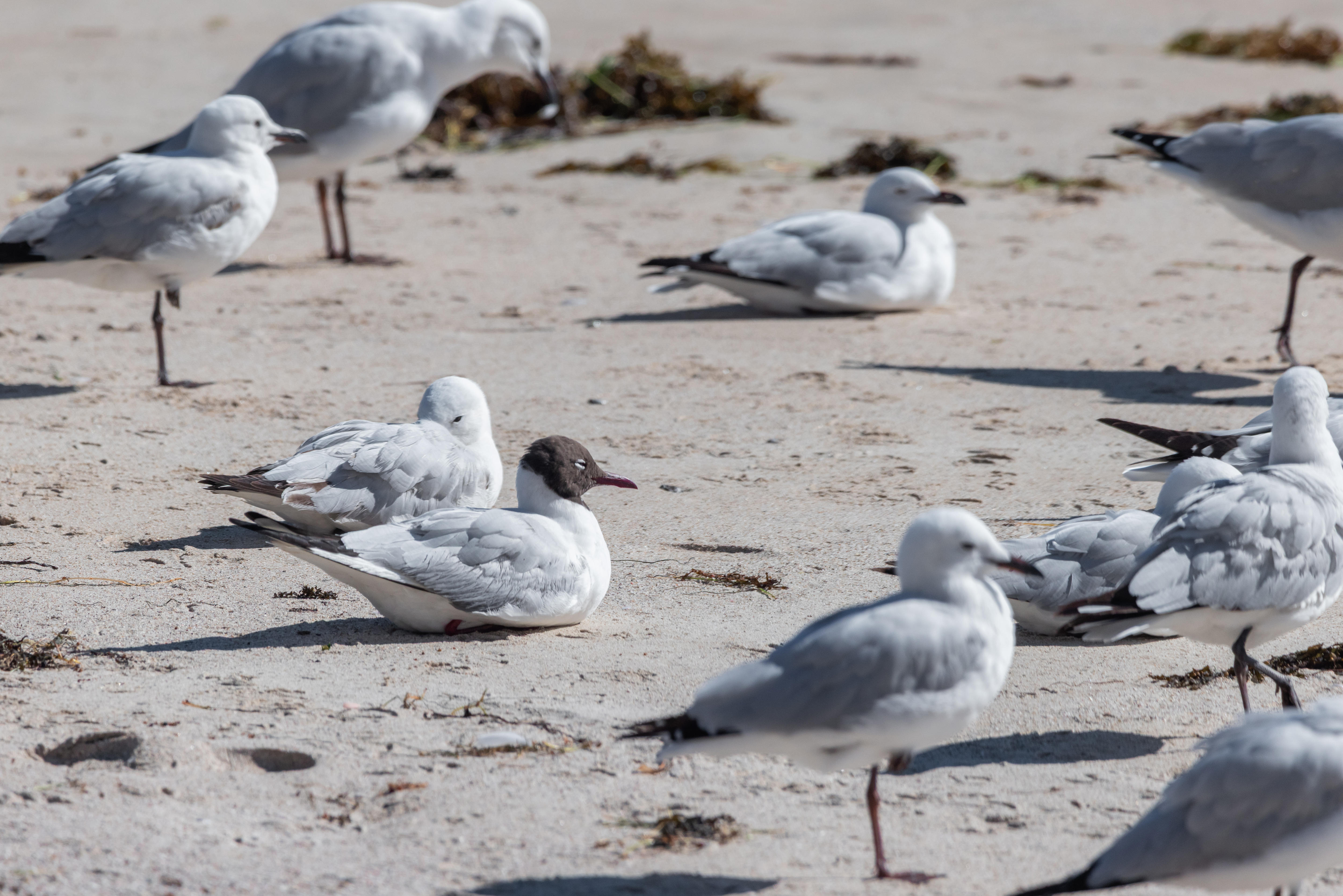 Rare black-headed gull sighting in Geraldton, WA - ABC News