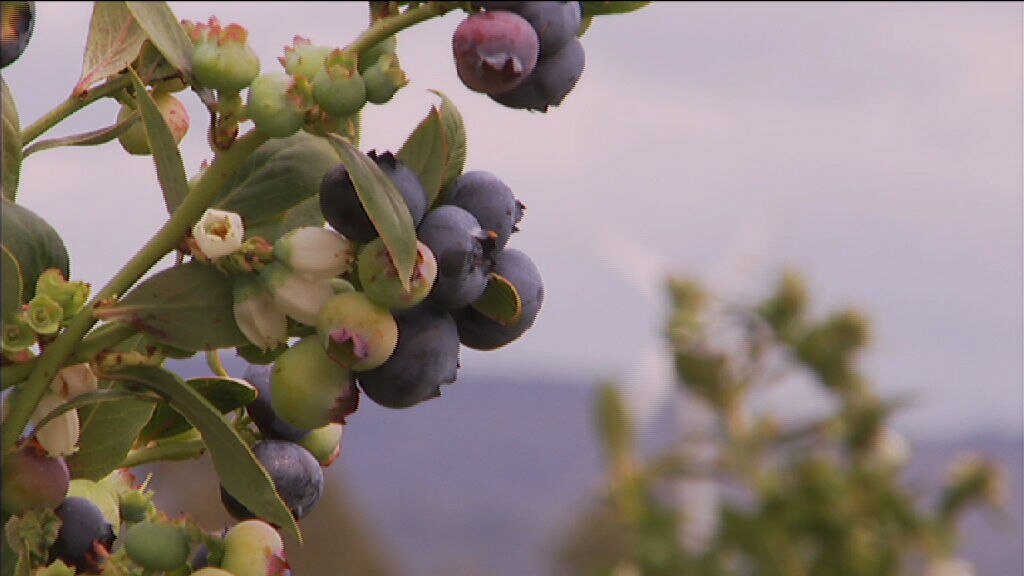 Blueberry King - ABC News