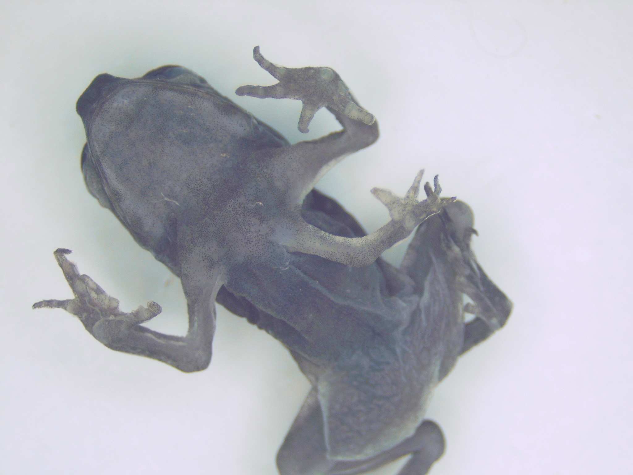 Mutant cane toads on the rise in Gladstone - ABC News