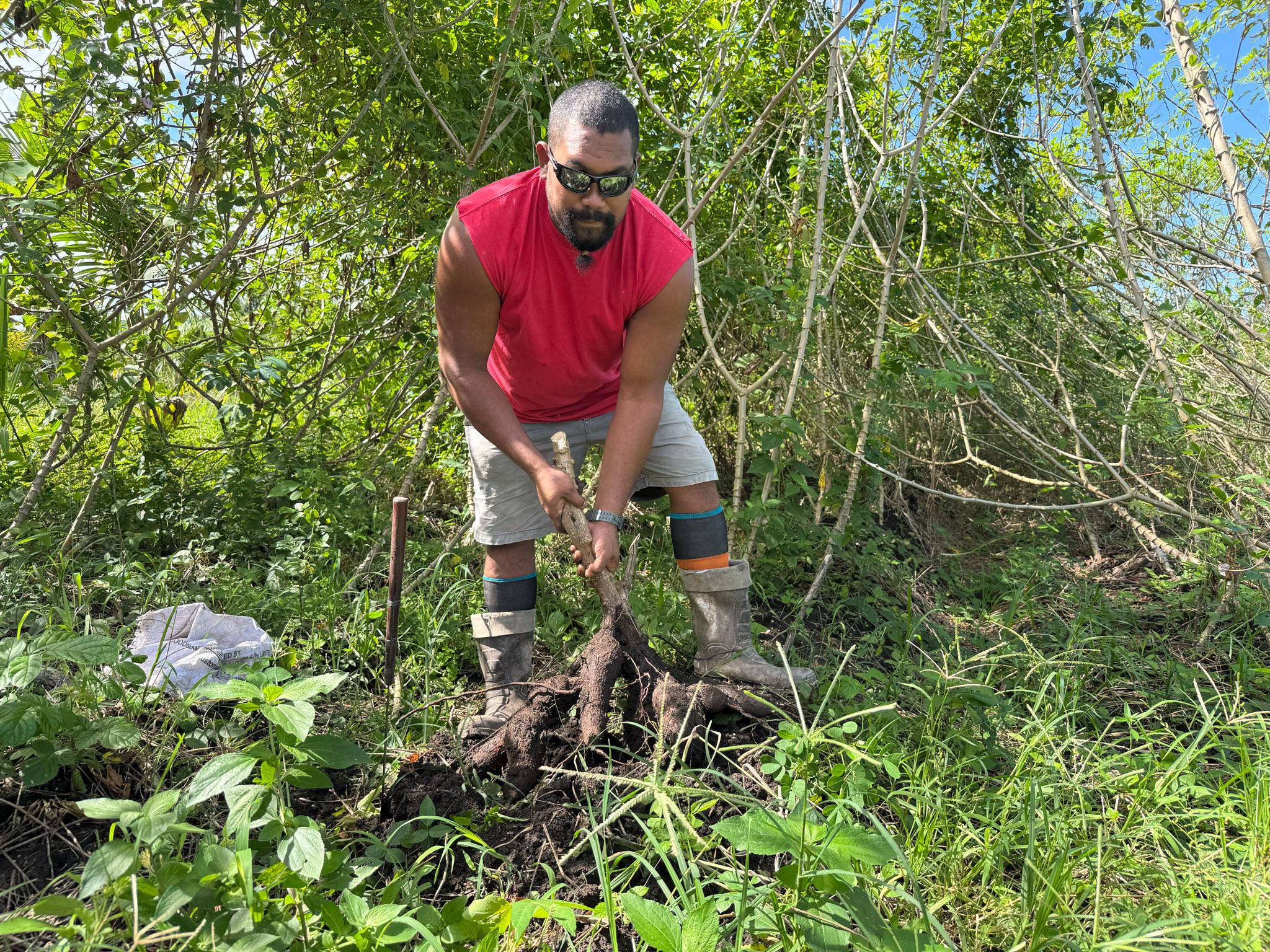 The challenges of growing 'Pacific potatoes' - ABC listen