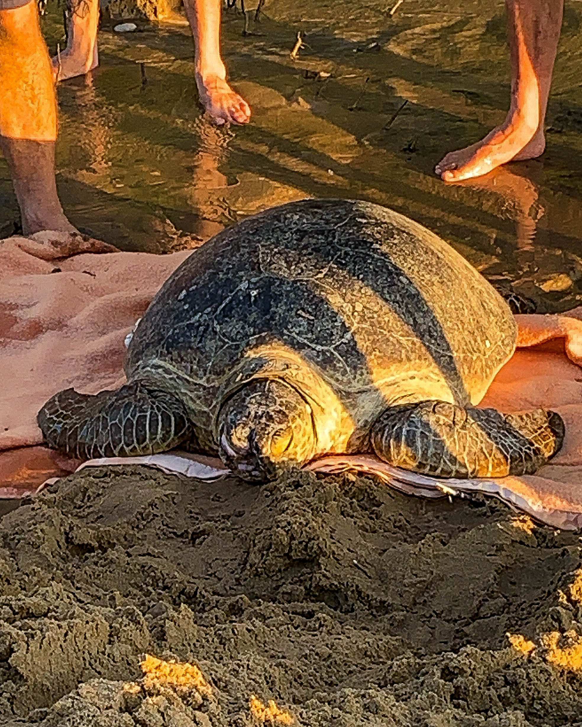 Members of the public rescue an injured turtle stuck on the Mackay ...