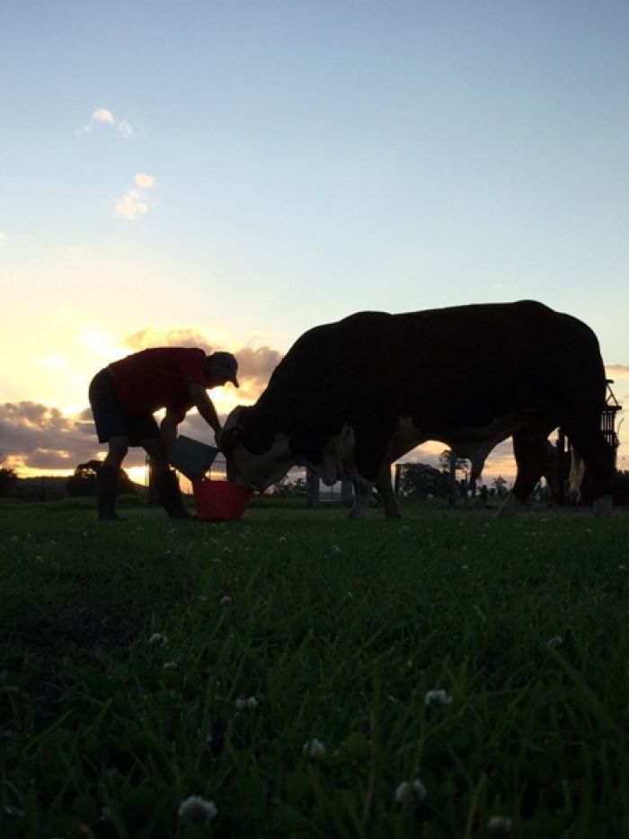 New data reveals cattle contributes less greenhouse emissions than ...