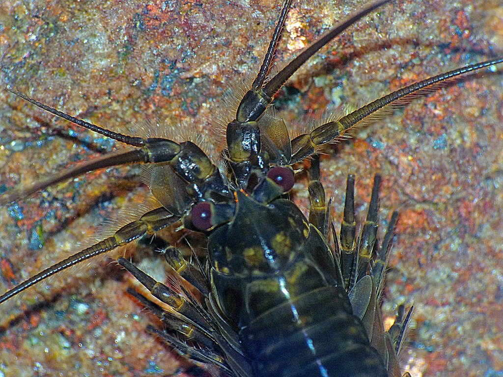 The Tasmanian mountain shrimp and more Wilderness World Heritage Area ...