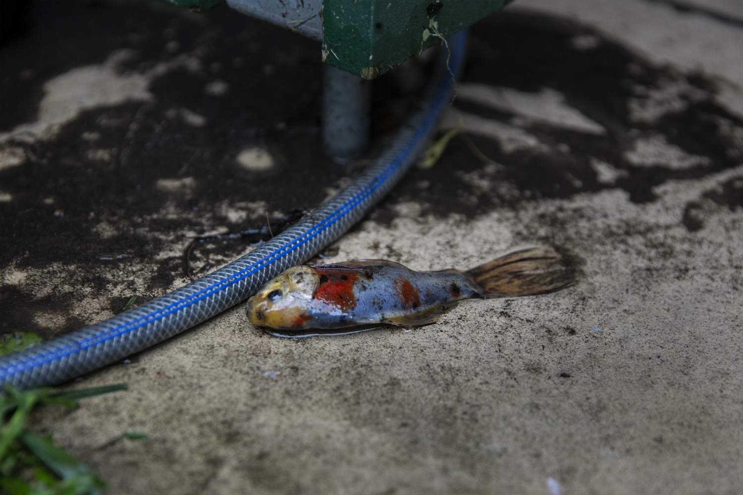 Sydney weather subsides, storm clean-up begins with fish finding its ...