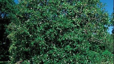 Ilex - Gardening Australia