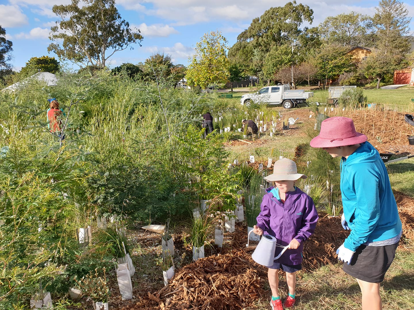 Micro-forests are growing in Canberra, offering hope to communities ...