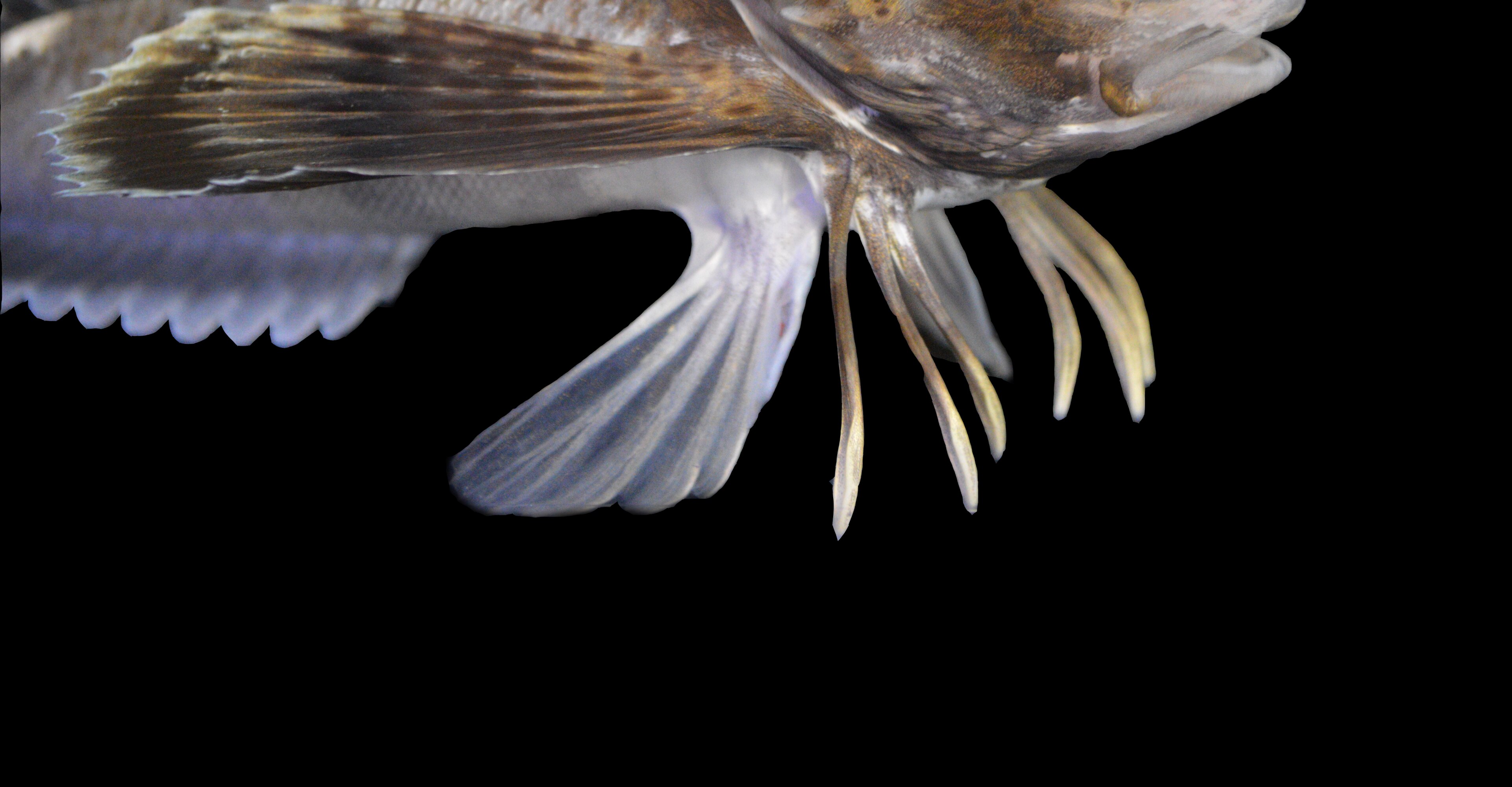 Fish has 'legs' that can taste prey hidden under the sand using genes ...