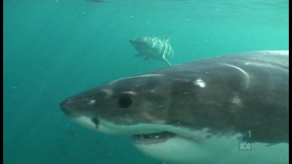 Andrew Geoghegan - ABC News