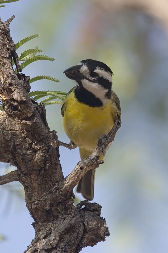 Twitcher's delight: rare bird spotted - ABC News