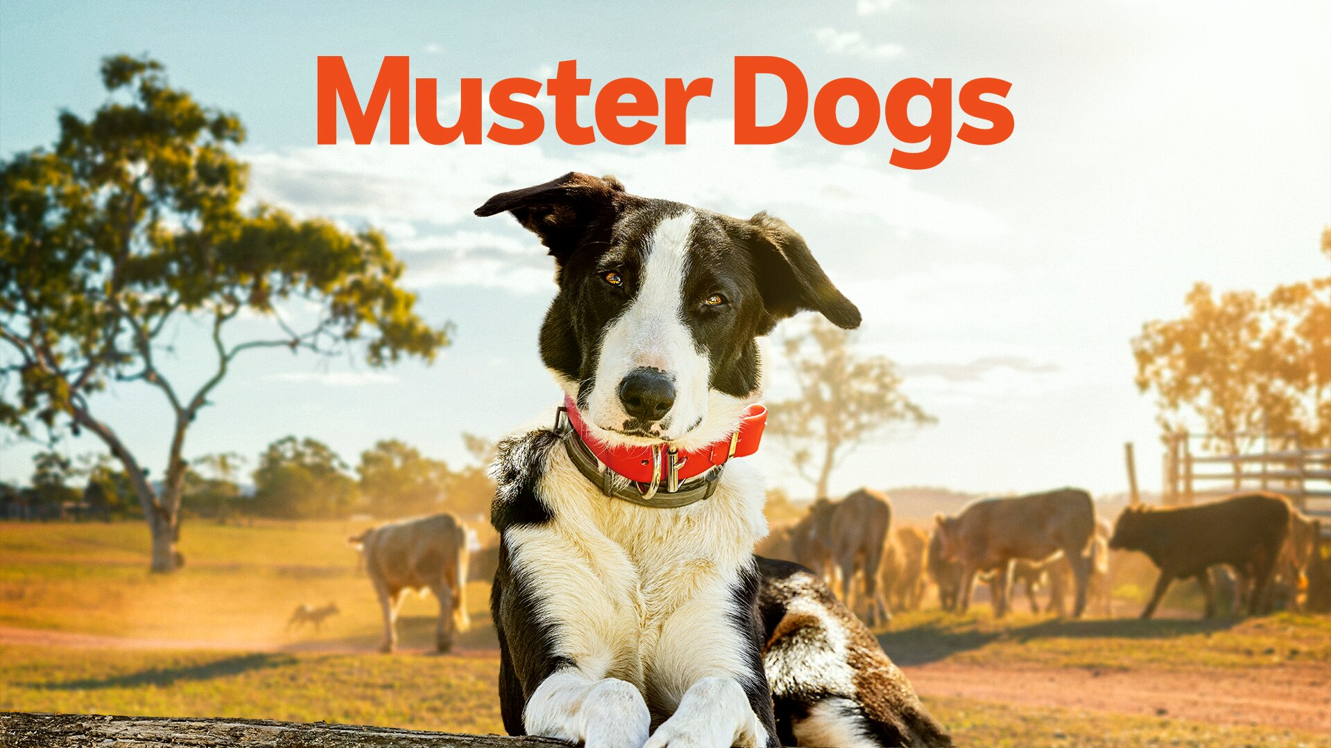 Muster Dogs - ABC Content Sales