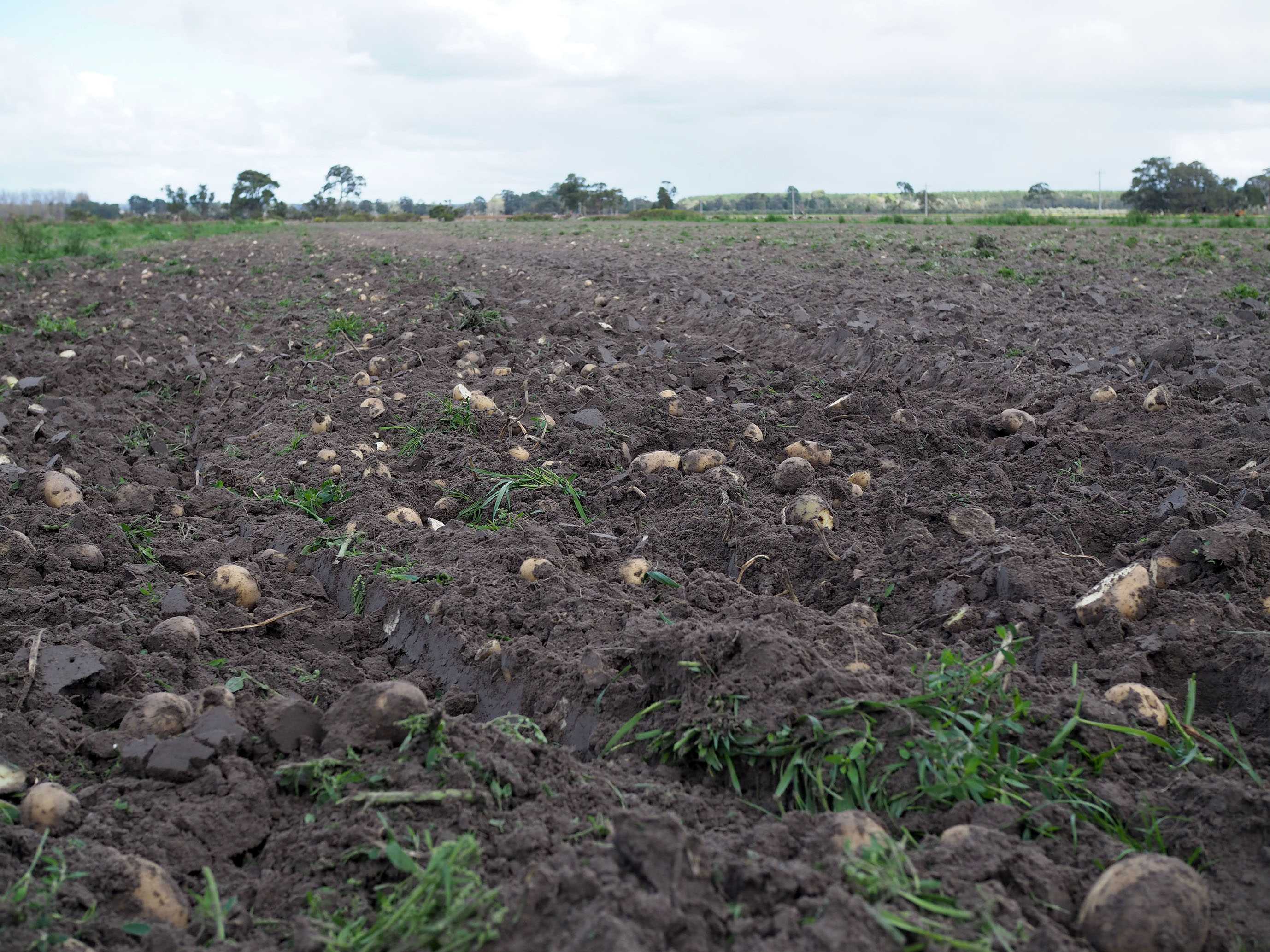 Potato oversupply due to crop pest is driving WA growers out of the ...