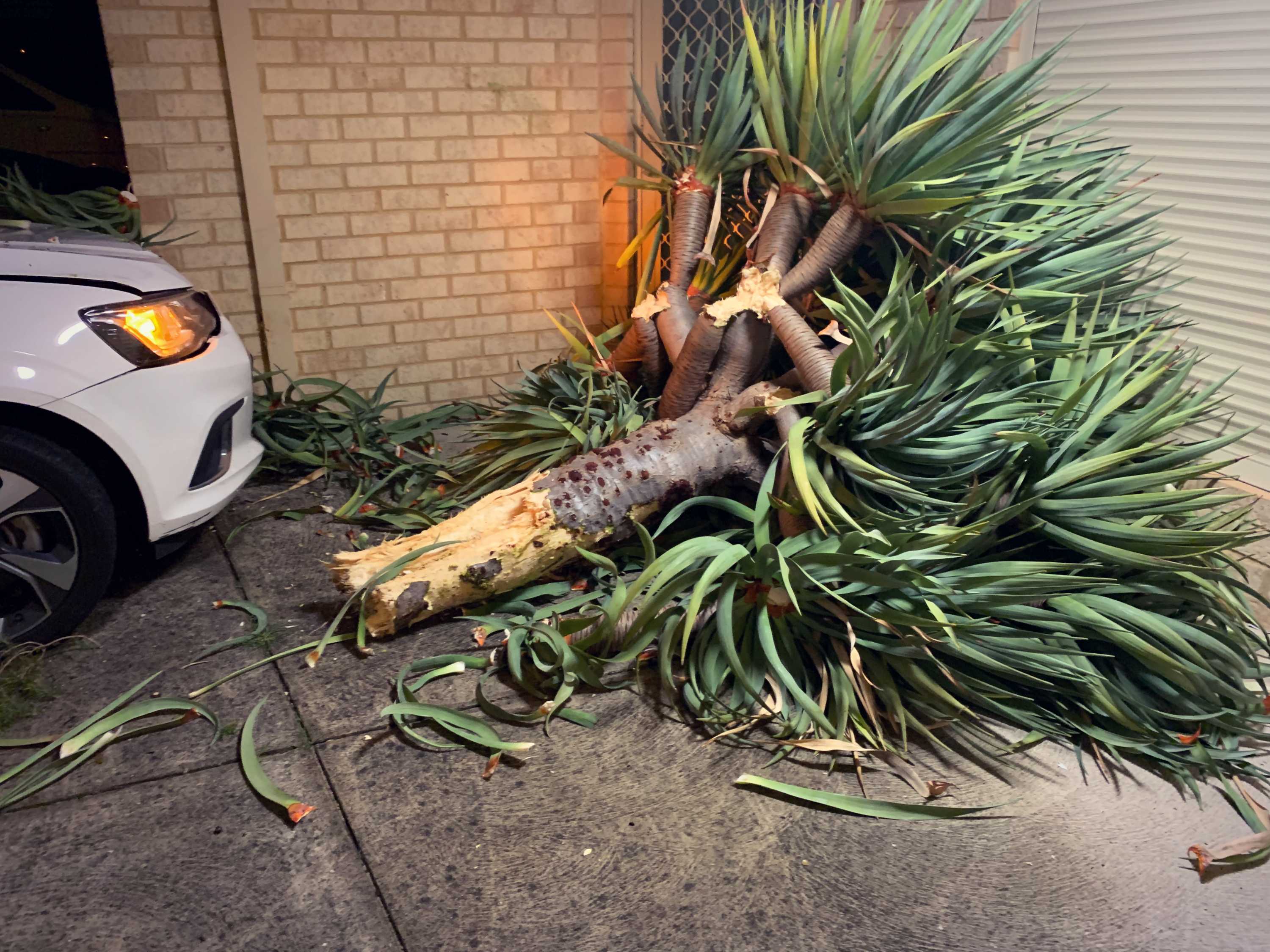 How this dragon tree saved a family - ABC listen