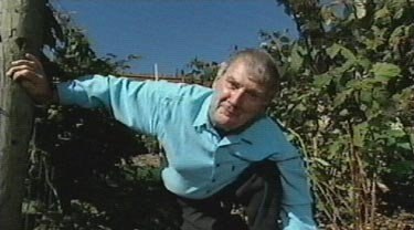 Pruning Rasberries - Gardening Australia