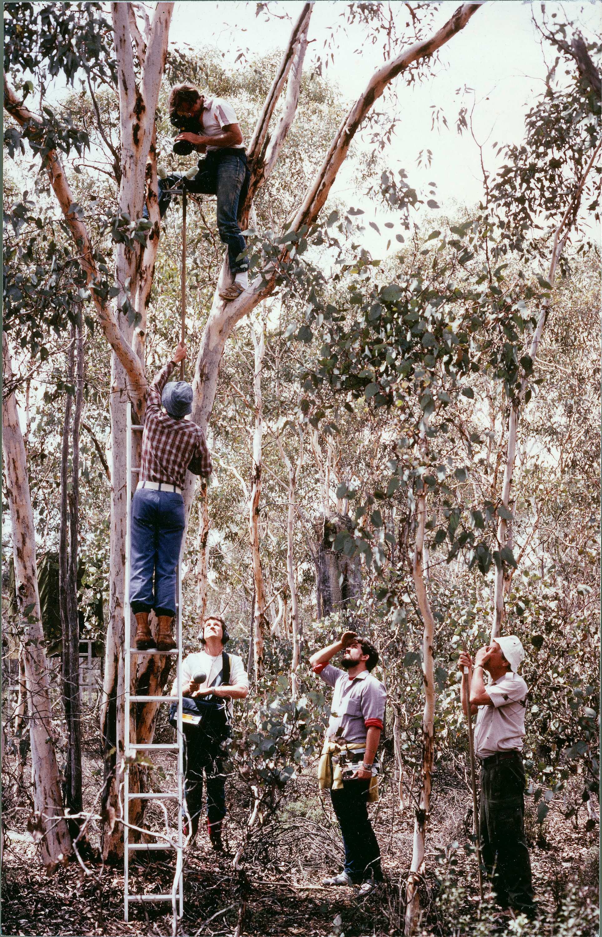 Field recordist honoured for recording of bird and Aboriginal songs ...