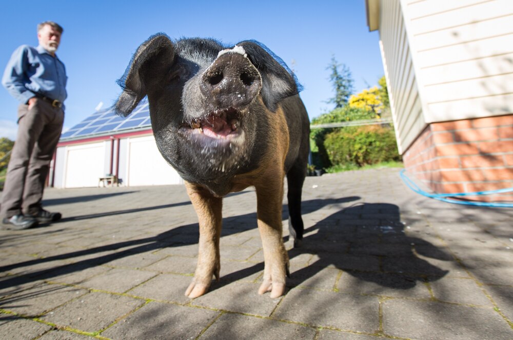 Real-life Babe: Meet Tina the intelligent pig who sits on command for ...