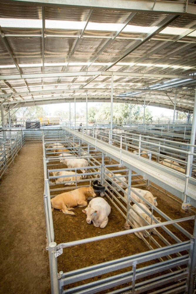 Holding the tick line: Queensland's 'clean zone' faces cattle tick ...