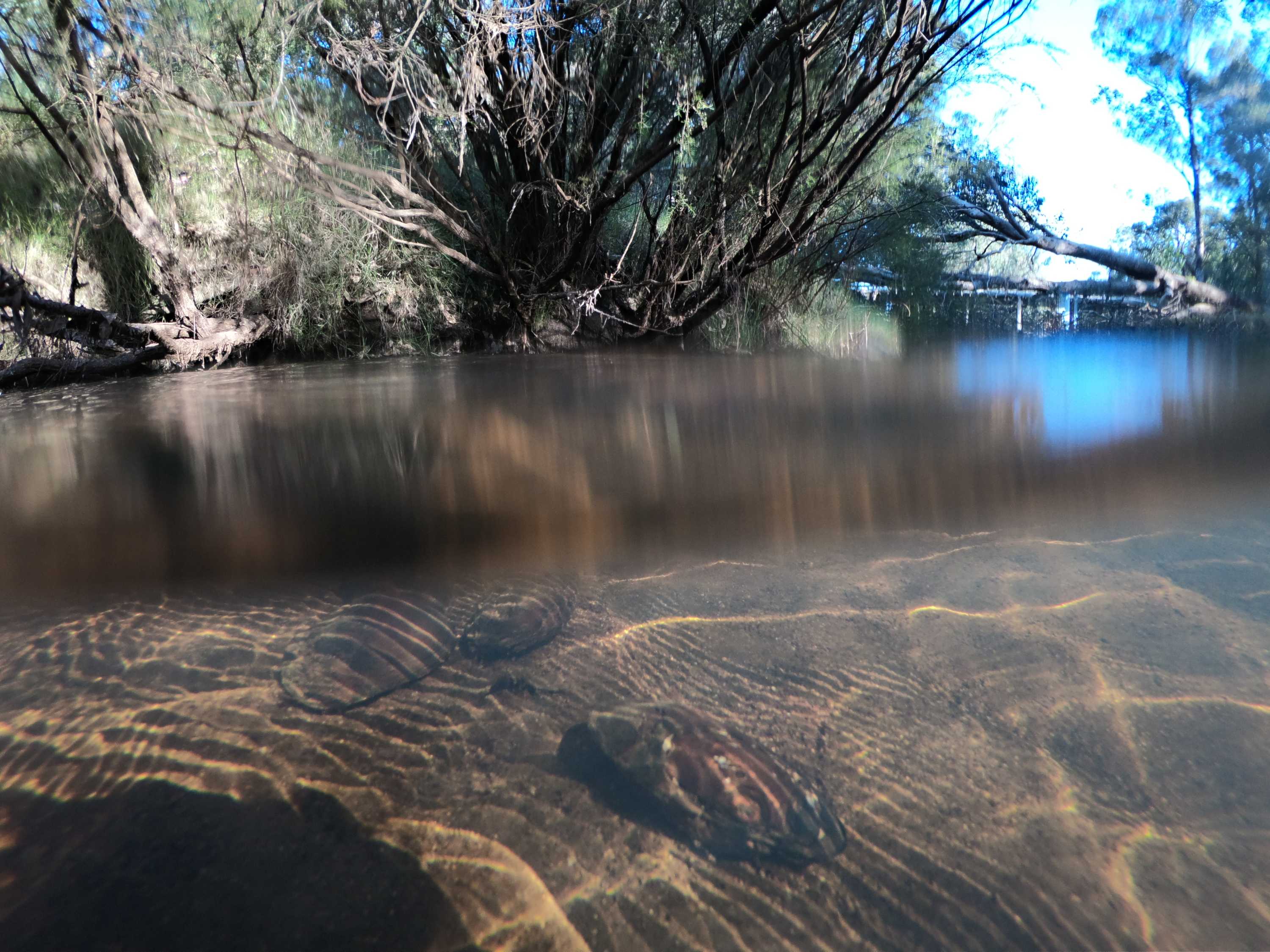 Extinction looms for WA's Carter's freshwater mussel - ABC News