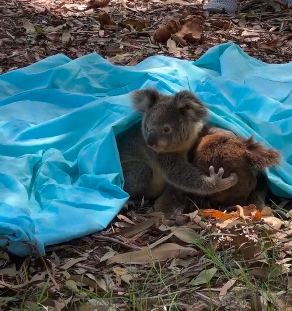 Koalas 'behaving really weird' as ex-Cyclone Alfred bears down - ABC News