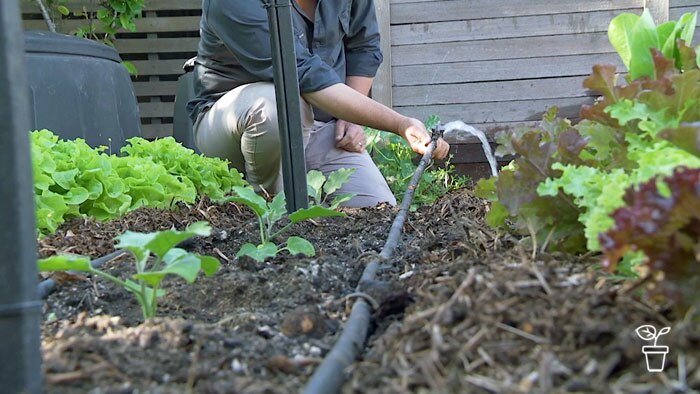 Flushing Drip Irrigation - Gardening Australia