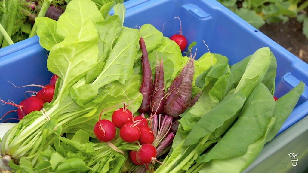 Vegie Variety - Gardening Australia