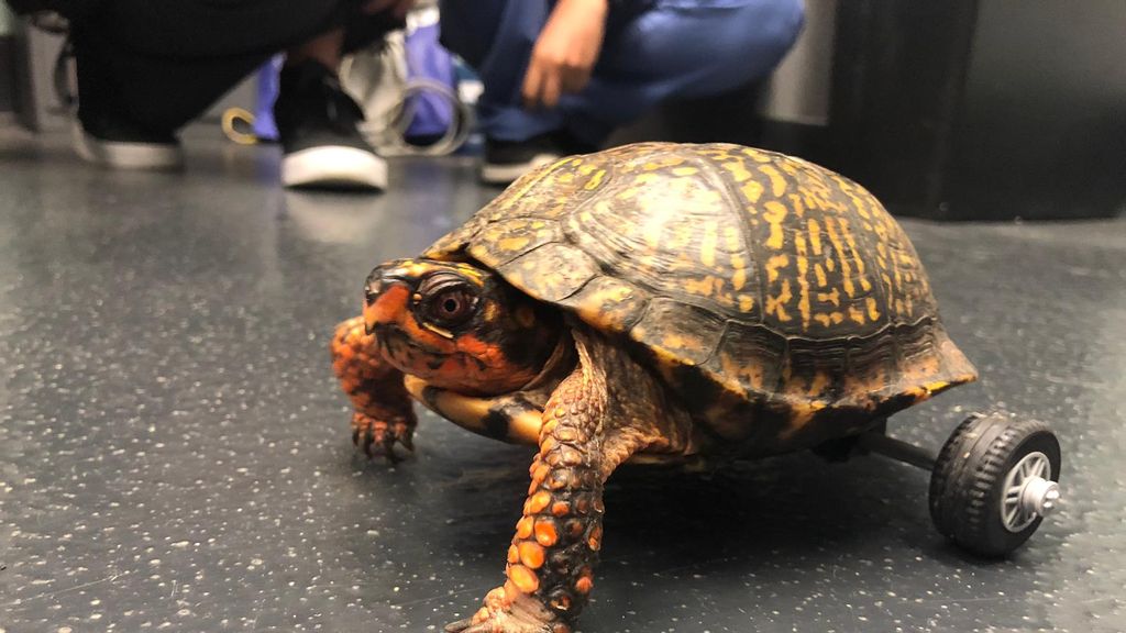 Pedro the Turtle tests out his new wheels - ABC News