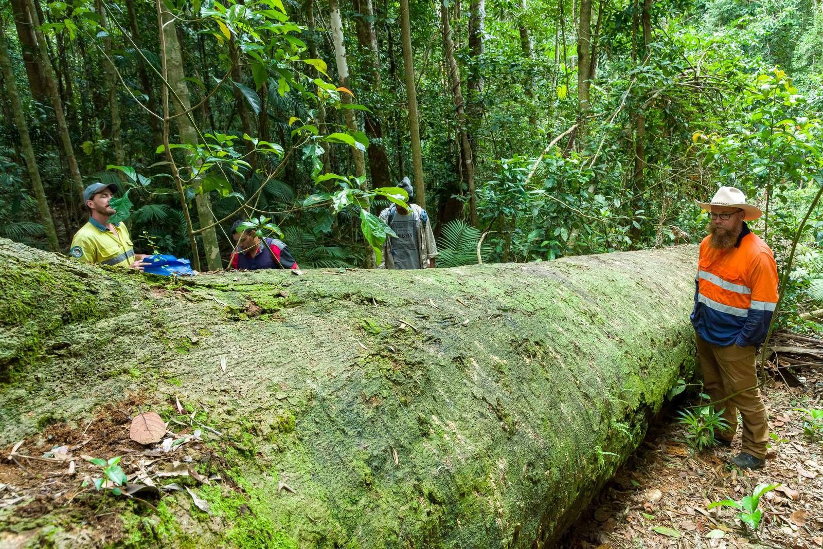 Photogrammetry saves ancient Indigenous dendroglyph in a far north ...
