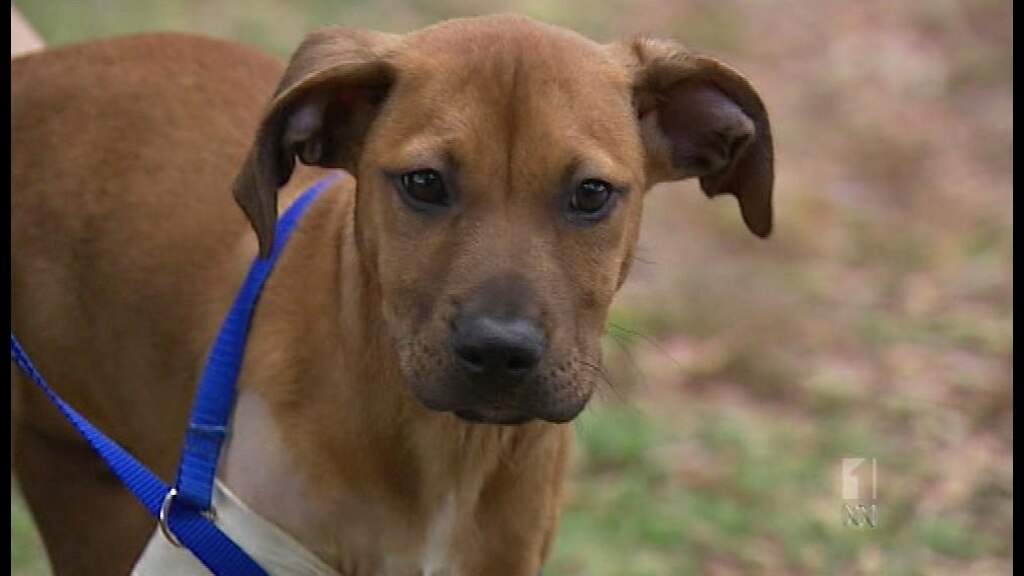 Eliza Blue - ABC News