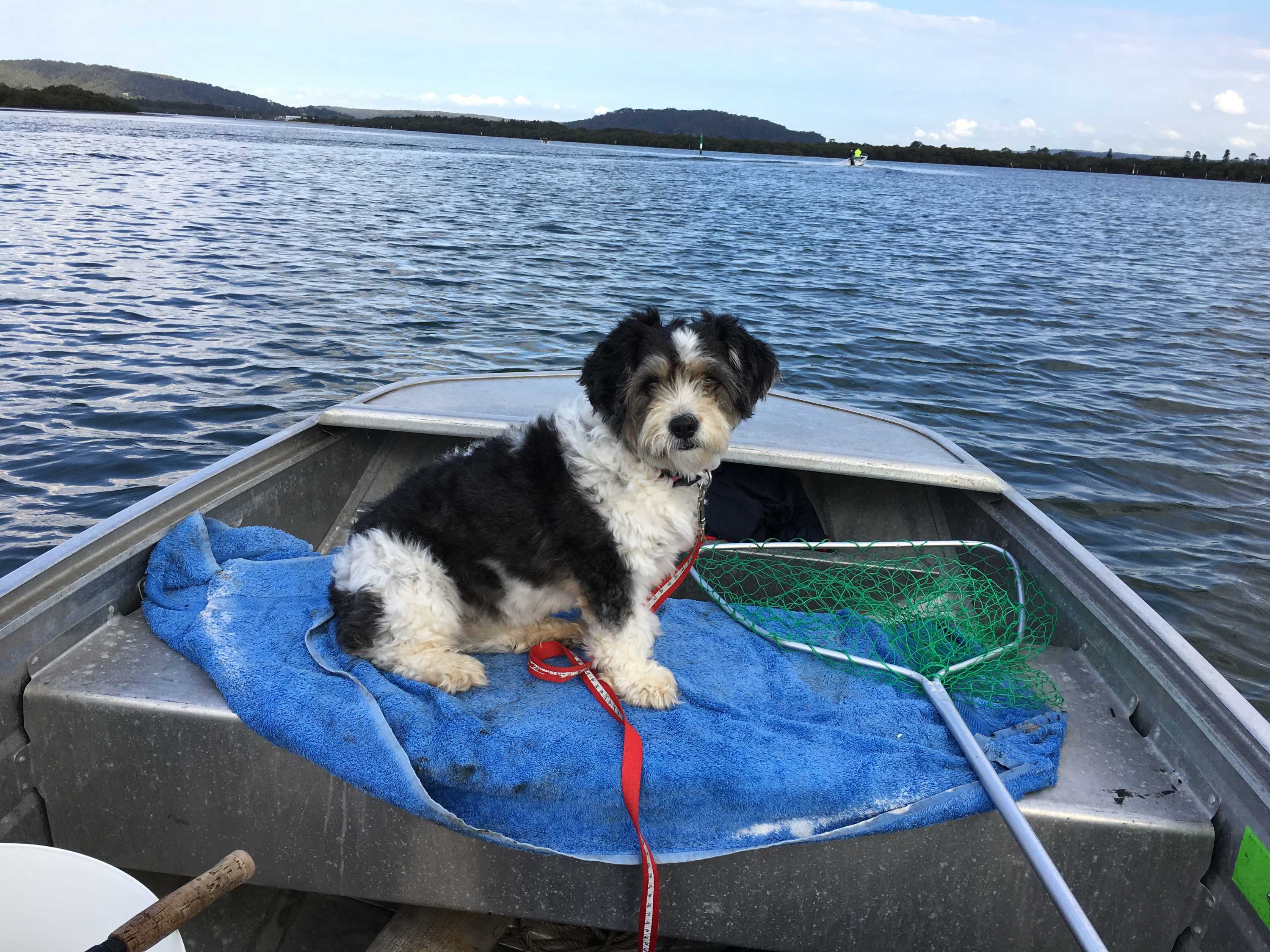 The Big Fish with tales of fishing dogs and Bream - ABC listen