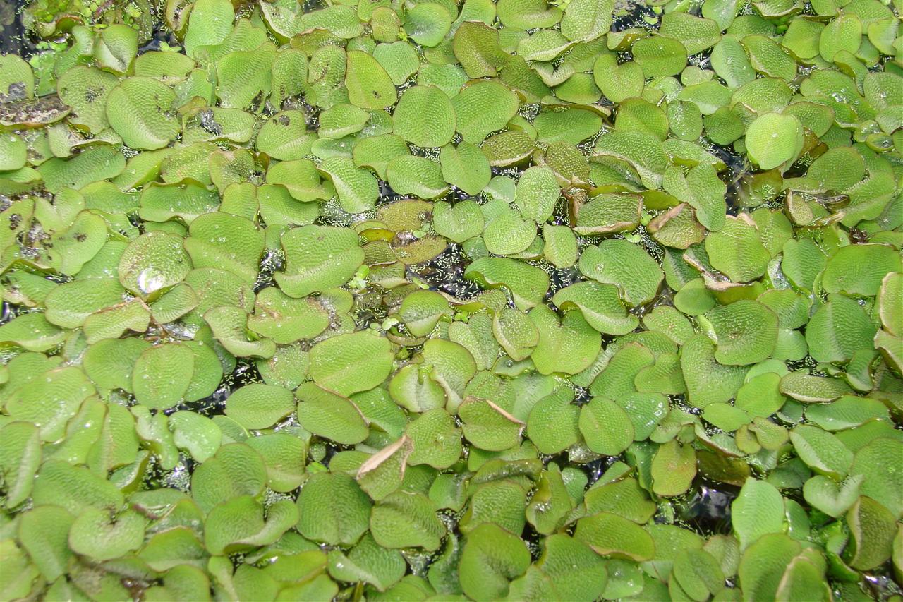 Weevils with appetite for waterway-smothering salvinia weed welcomed in ...