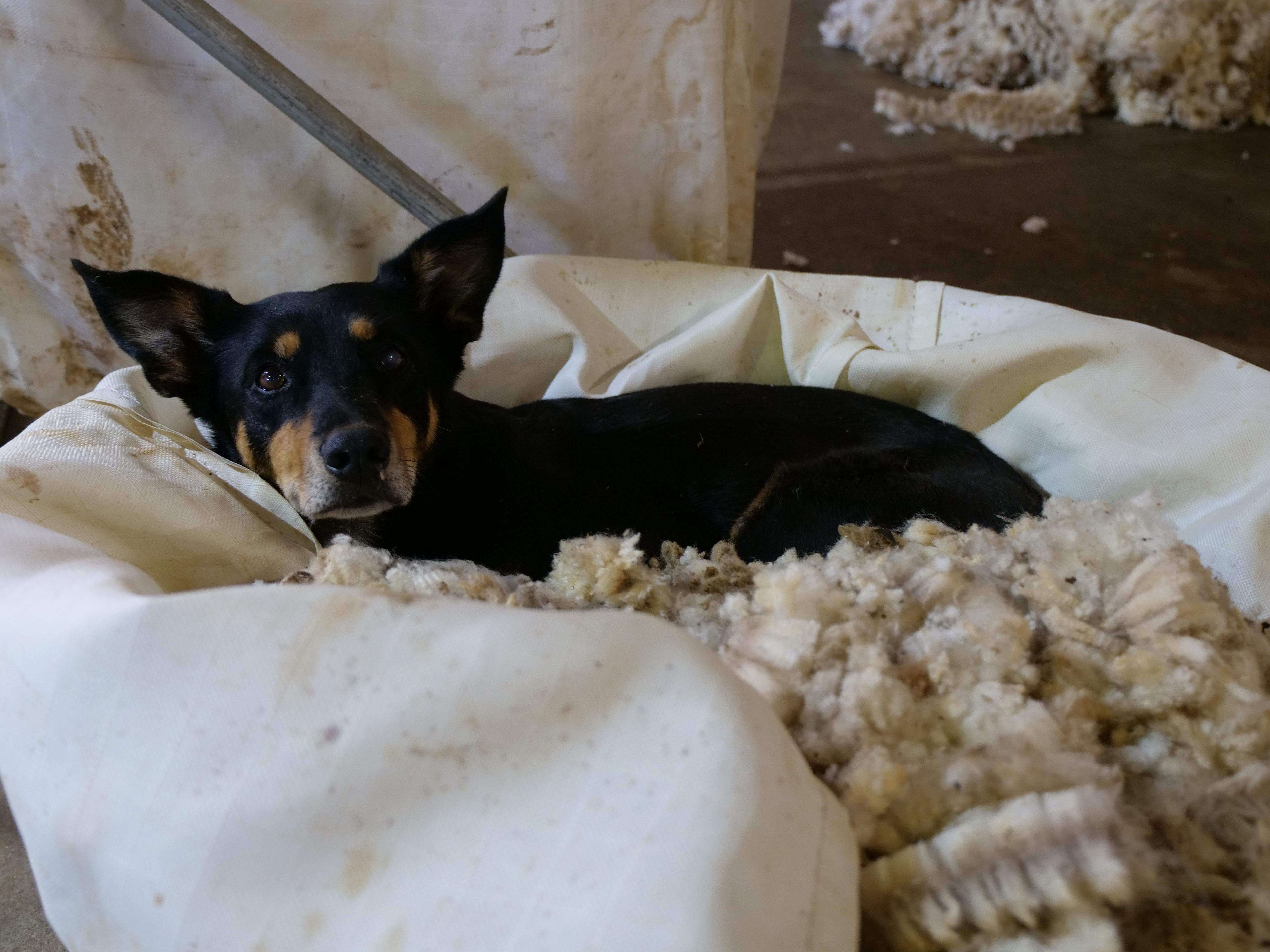 Shearing contractor Lochie tackles worker shortage by employing people ...